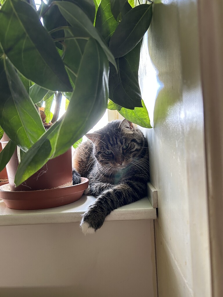 August Katte - Foto og video - katte - Kattegale