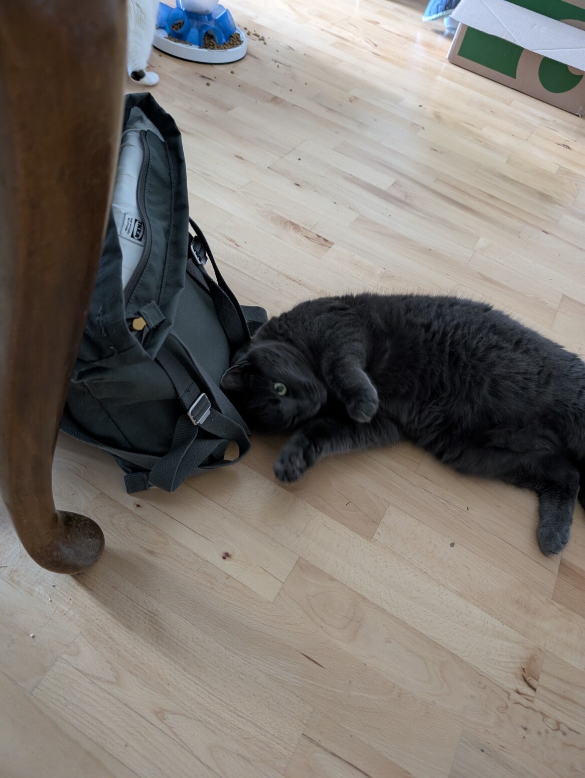 Septembers kattebilleder 2025 - Foto og video - katte - Kattegale